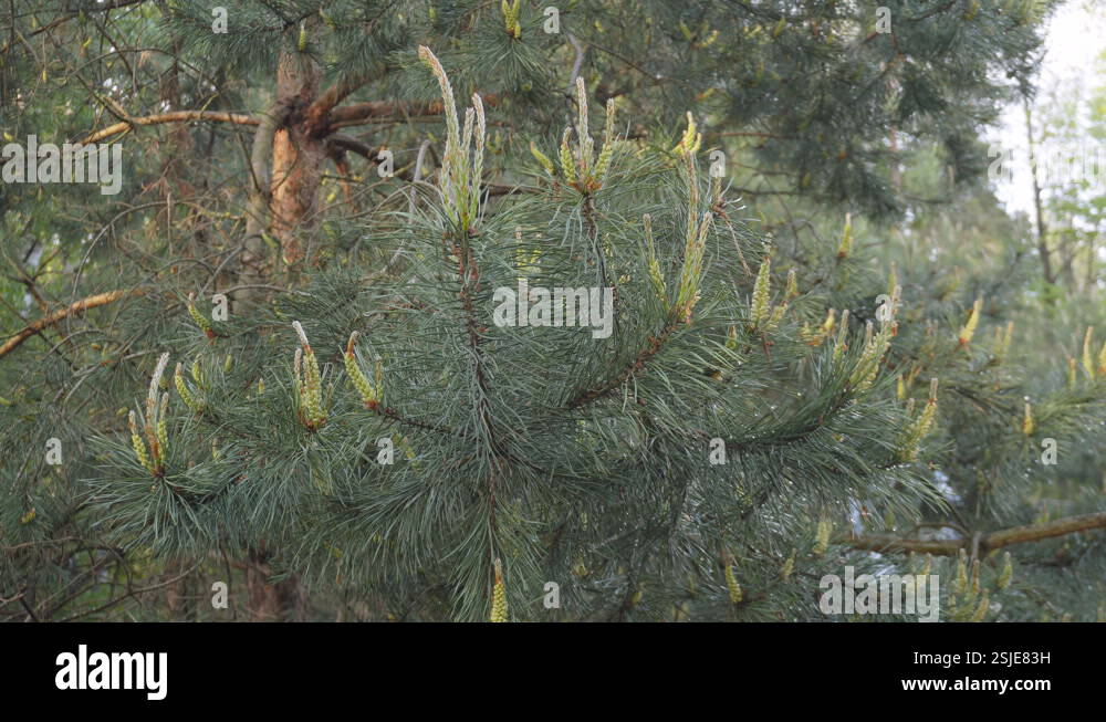 Branches of young pine with male inflorescences during pollination in ...