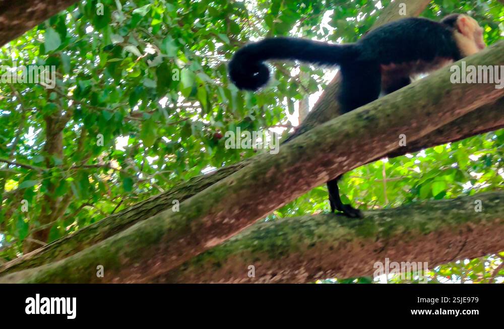 Adorable capuchin monkey as it leisurely walks and hops from branch to ...