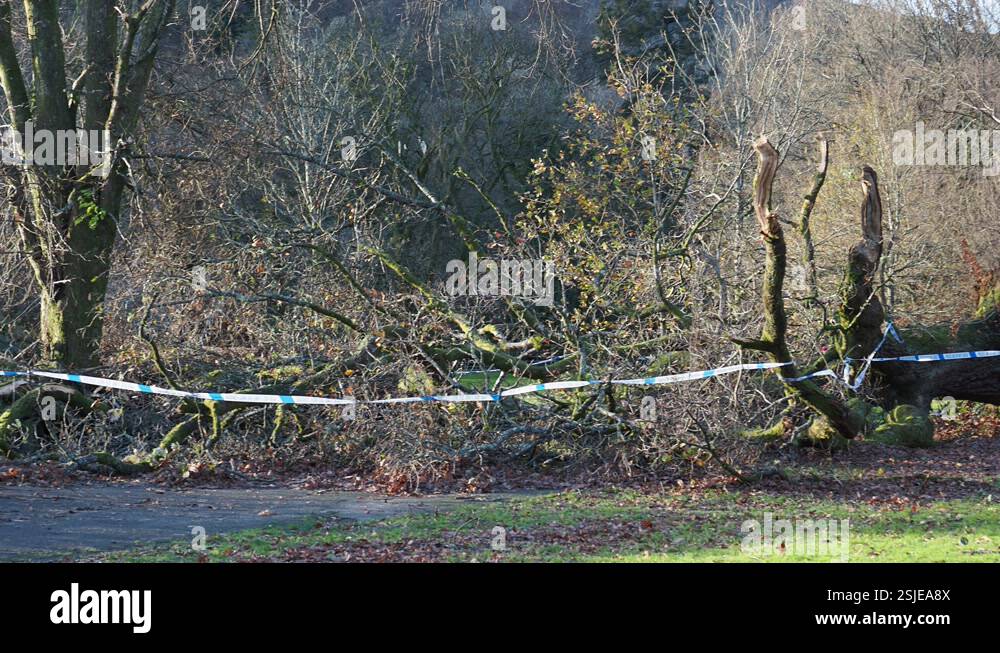 A tree in Ambleside park blown over by Storm Arwen, an extremely ...