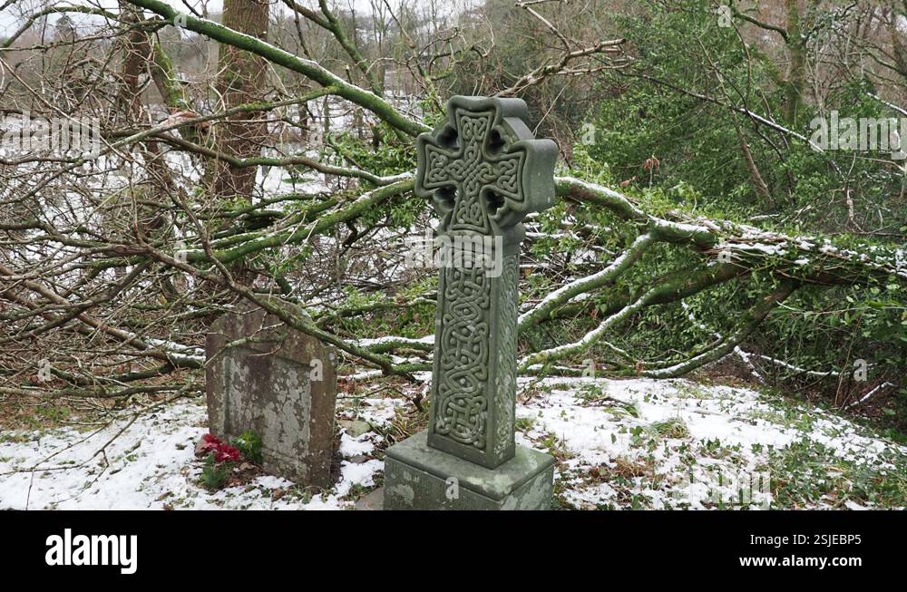 Trees blown over by Storm Arwen onto graves in Ambleside cemetary, Lake ...