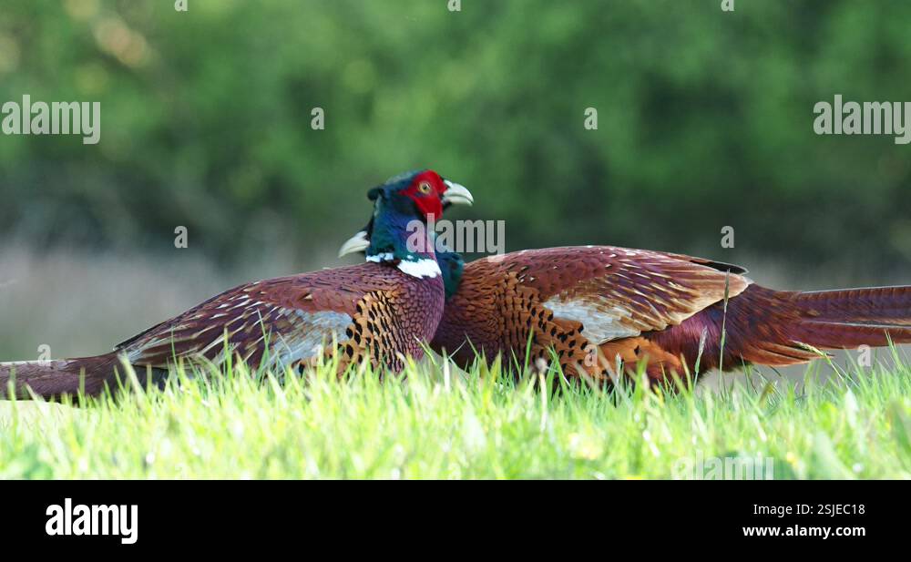 Two male Pheasants sizing each other up ready for a fight in Ambleside, UK Stock Video Footage ...