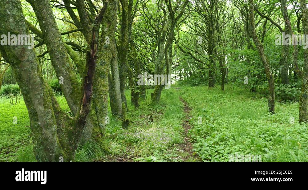 Woodland in Weisdale on Shetland, a rare habitat, as most of Shetland ...