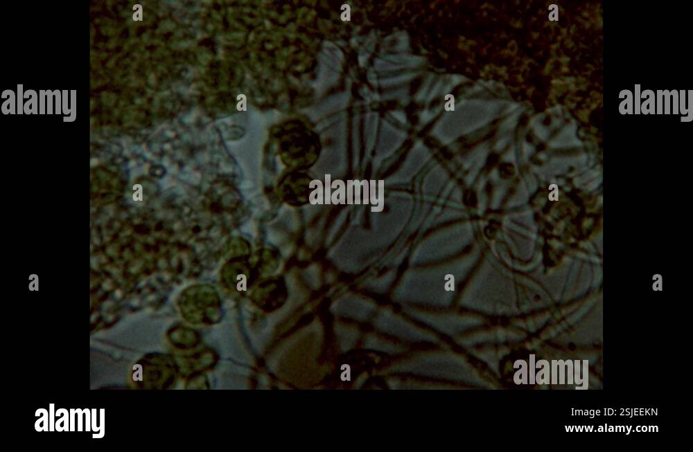 1950s: Dried plants with clumps of soil. Crystals under a microscope ...