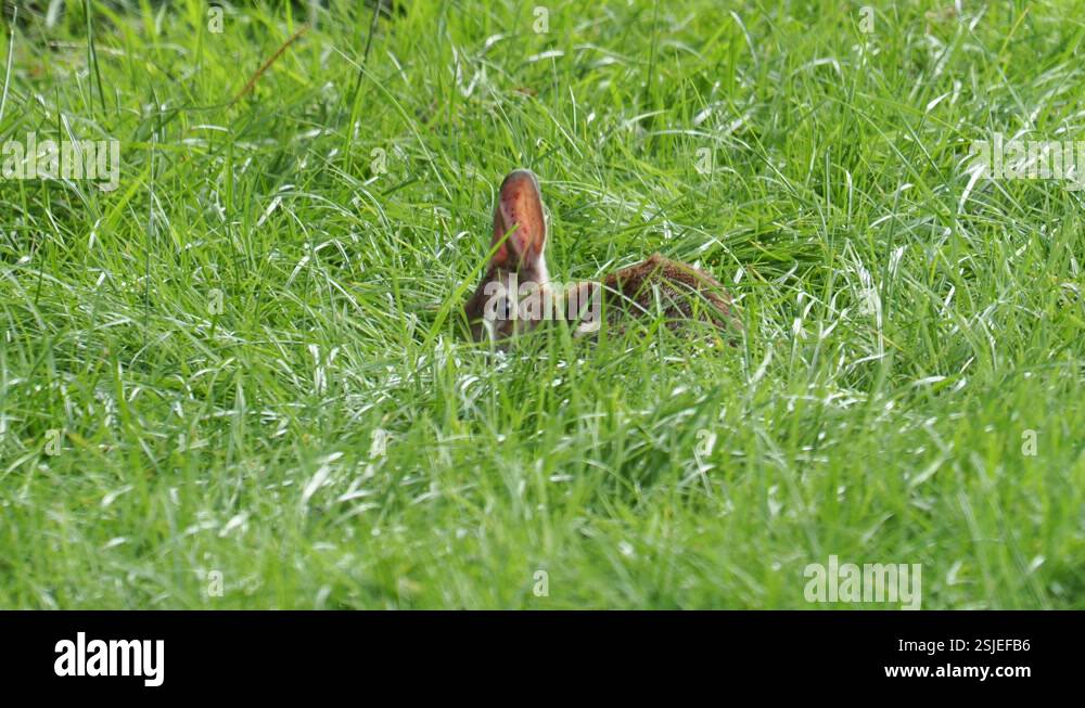 A Rabbit, Oryctolagus cuniculus in a field in Feizor, Yorkshire Dales ...
