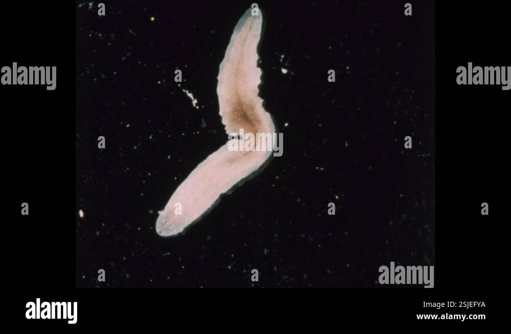 1990s: Planarian worm moves around. Diagram of a Planarian worm. Arrows ...