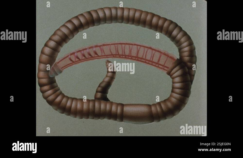 1990s: Diagram shows regeneration process of an earthworm. Earthworm ...
