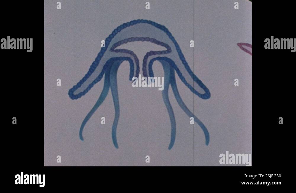 1990s: Drawings of Cnidarian in medusa and polyp forms. Jellyfish swims ...