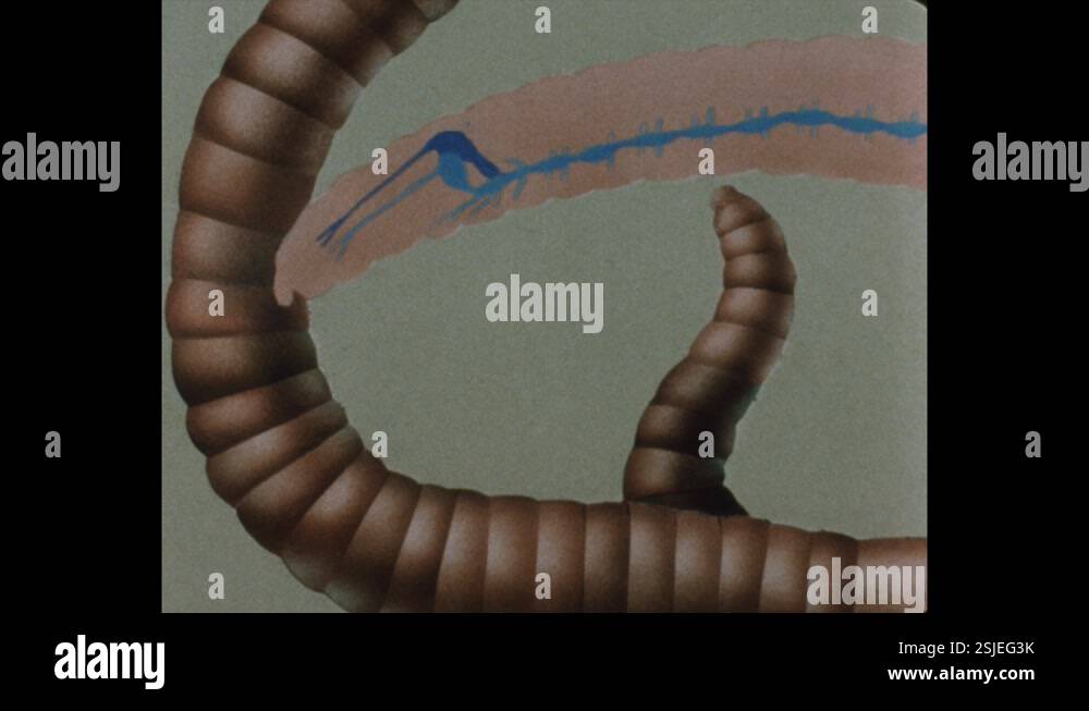 1990s: Drawing of an earthworm. Diagram shows regeneration process of ...