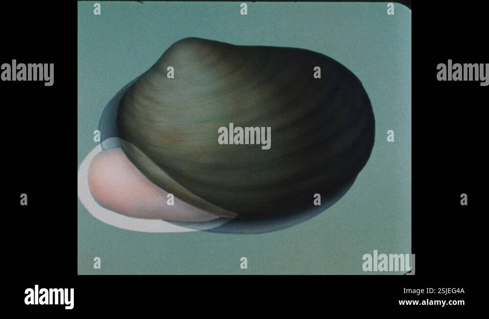 1990s: Clam. Illustrations of clam and snail. Snail moves onto leaf ...