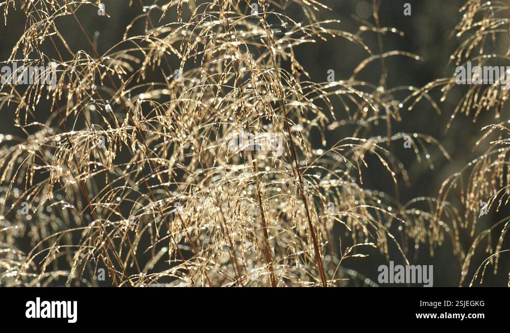 Dew droplets on tall grasses at sunrise, Ambleside, Lake District, UK ...