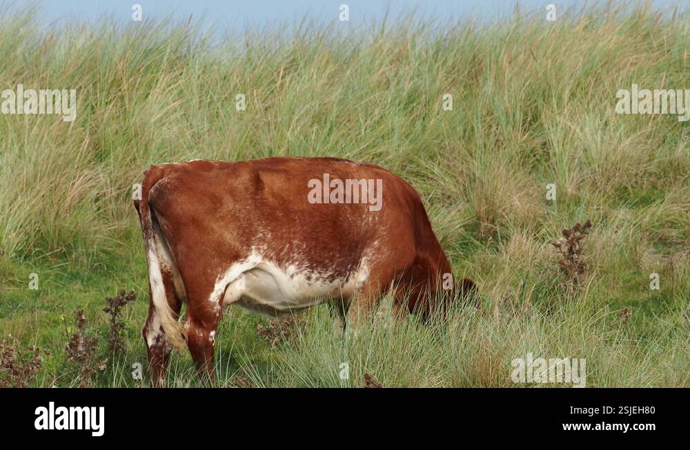 Wildlife conservation uk Stock Videos & Footage - HD and 4K Video Clips ...