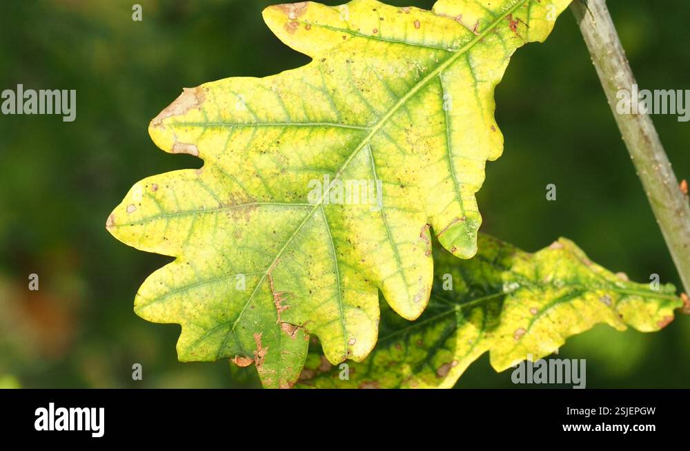 A leaf in Autumn in Redgrave, Suffolk, UK Stock Video Footage - Alamy