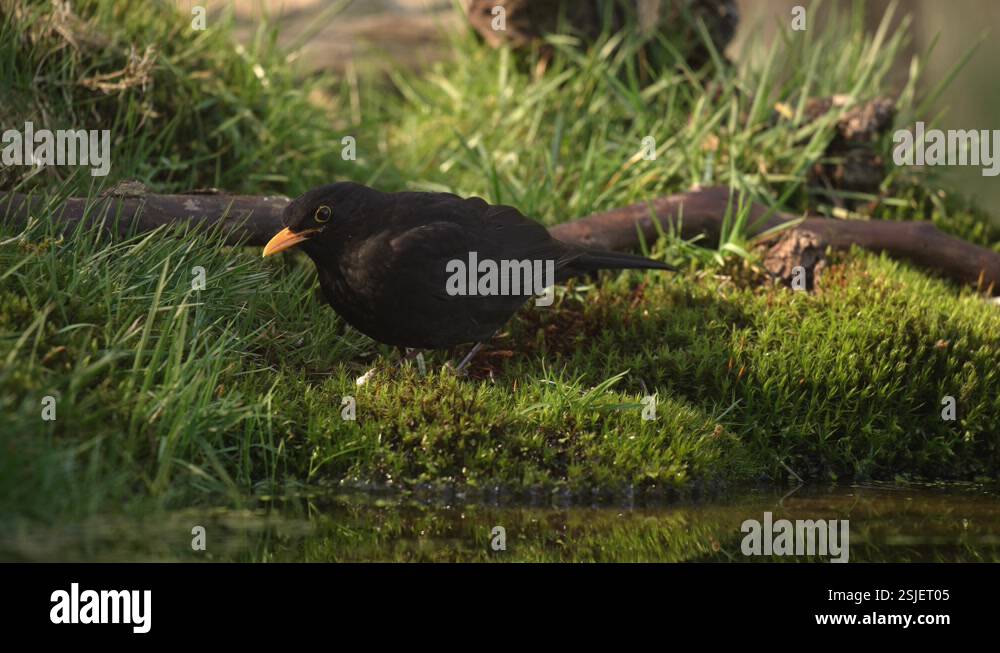 A tracking shot of a common blackbird feeding on the ground. It is a ...