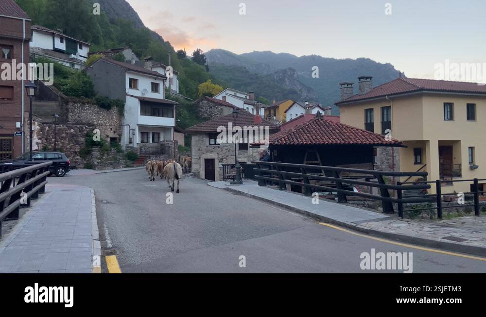 Rural scene of farmer running with his cows through rural Spanish ...