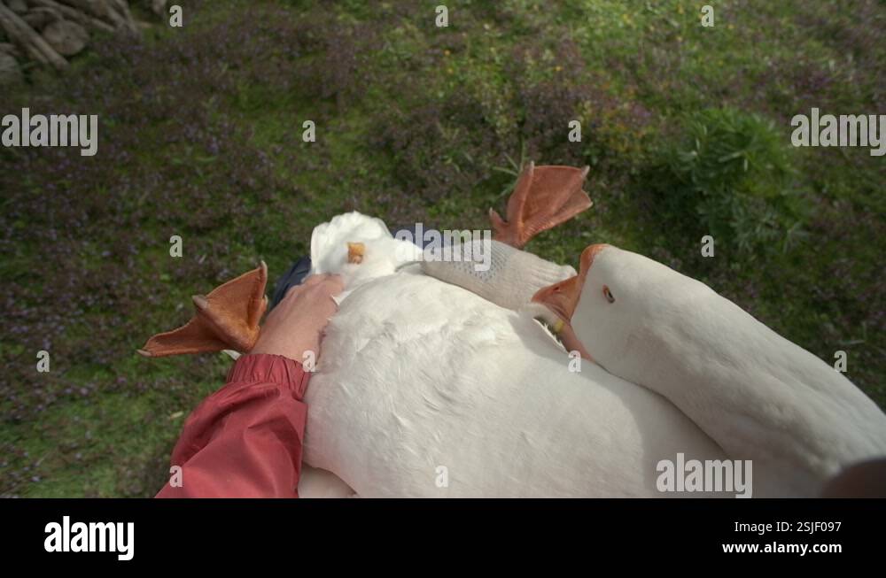 Cloaca wildlife Stock Videos & Footage - HD and 4K Video Clips - Alamy