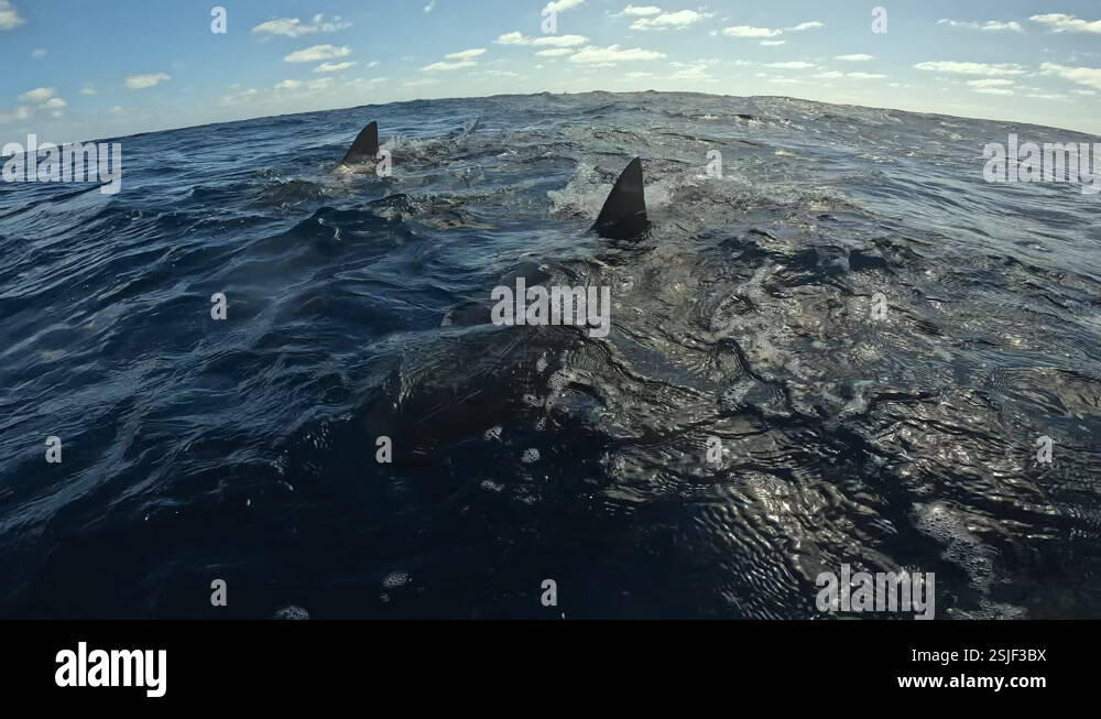 Shark fins circling Stock Videos & Footage - HD and 4K Video Clips - Alamy
