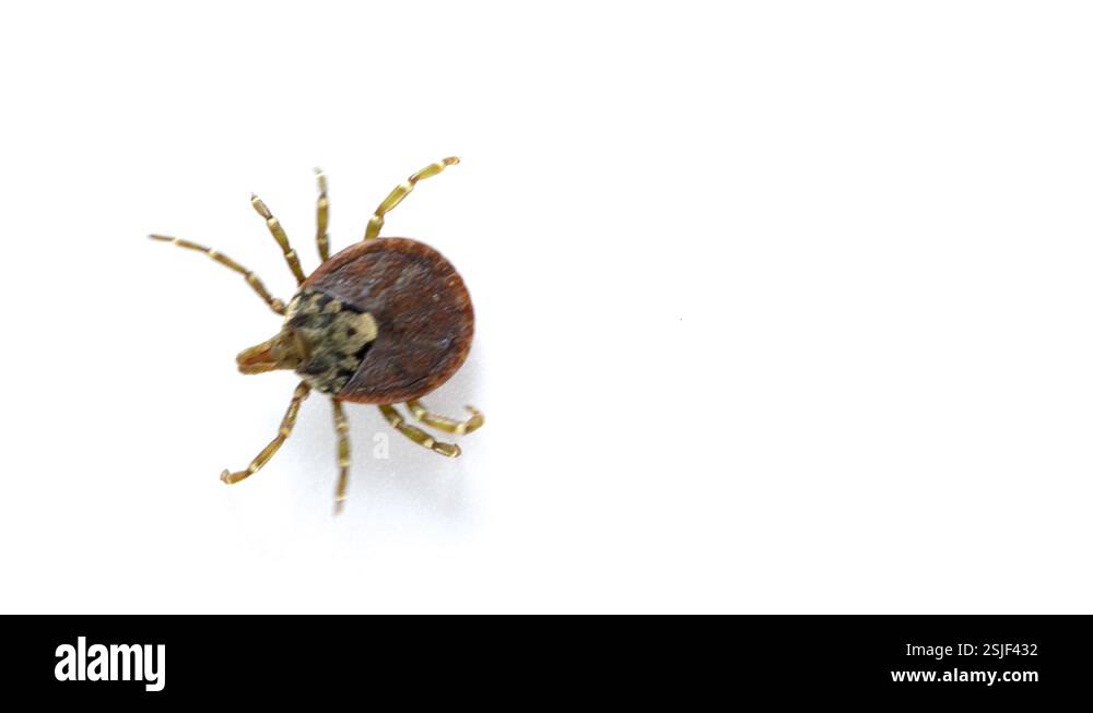 4K slow motion video of ticks walking around on white background Stock ...