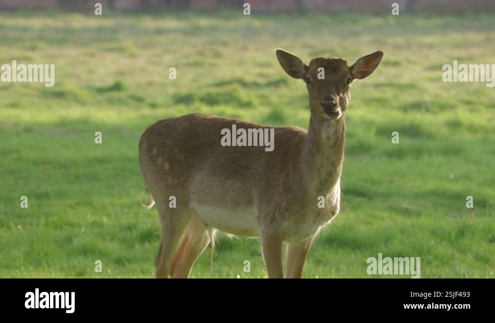 Female Deer Eating In Front Of Camera In The Sun Stock Video Footage ...