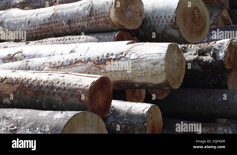 A hardworking man drags the raw log from the pile of logs at the ...