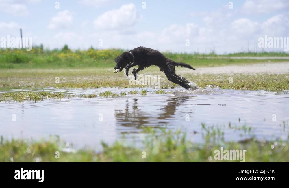 Poodle stick Stock Videos & Footage - HD and 4K Video Clips - Alamy