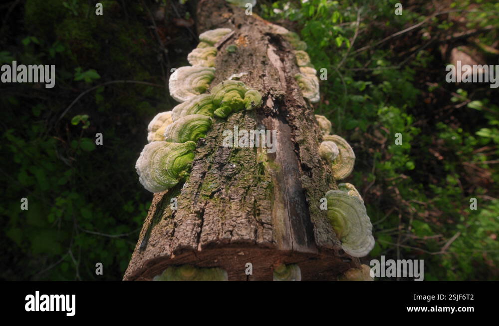 Green polypore fungi on a fallen trunk in a lush forest. Vibrant color ...