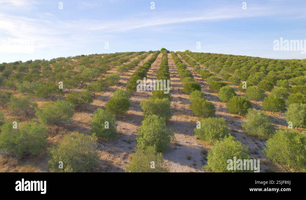 Rows of olive trees Stock Videos & Footage - HD and 4K Video Clips - Alamy