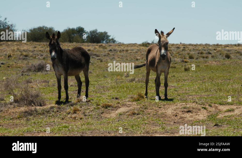 Donkeys looking Stock Videos & Footage - HD and 4K Video Clips - Alamy