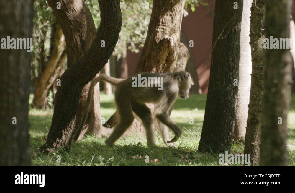 Slow motion footage of a baboon walking through a manicured lawn Stock ...