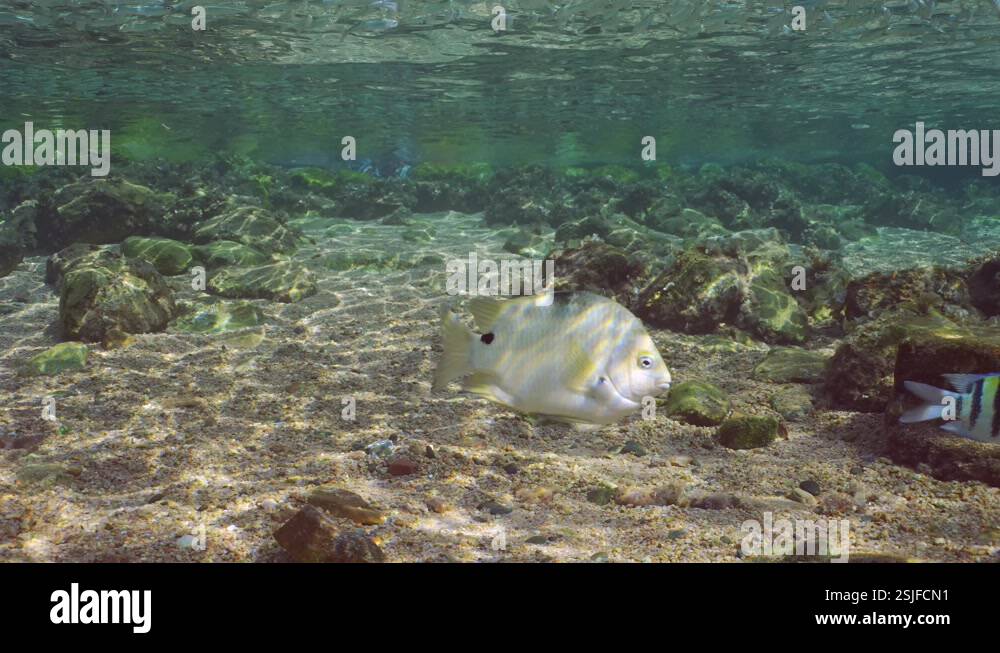 Spot Pom fish swims over rocky bottom in shallow water in sun beams ...