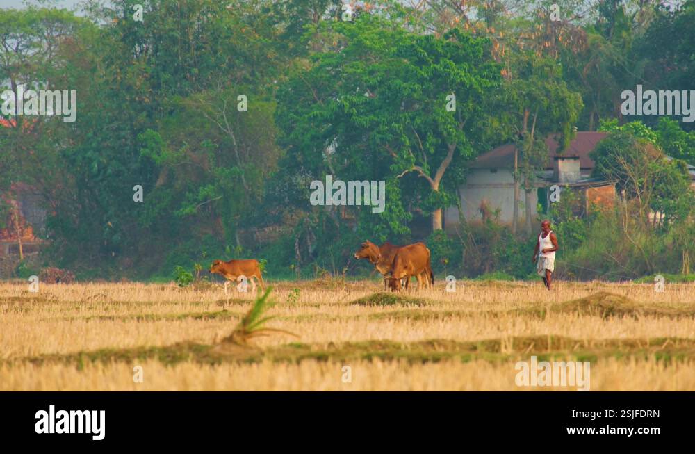 A Bangladeshi farmer holding a string of domesticated cows in a field ...