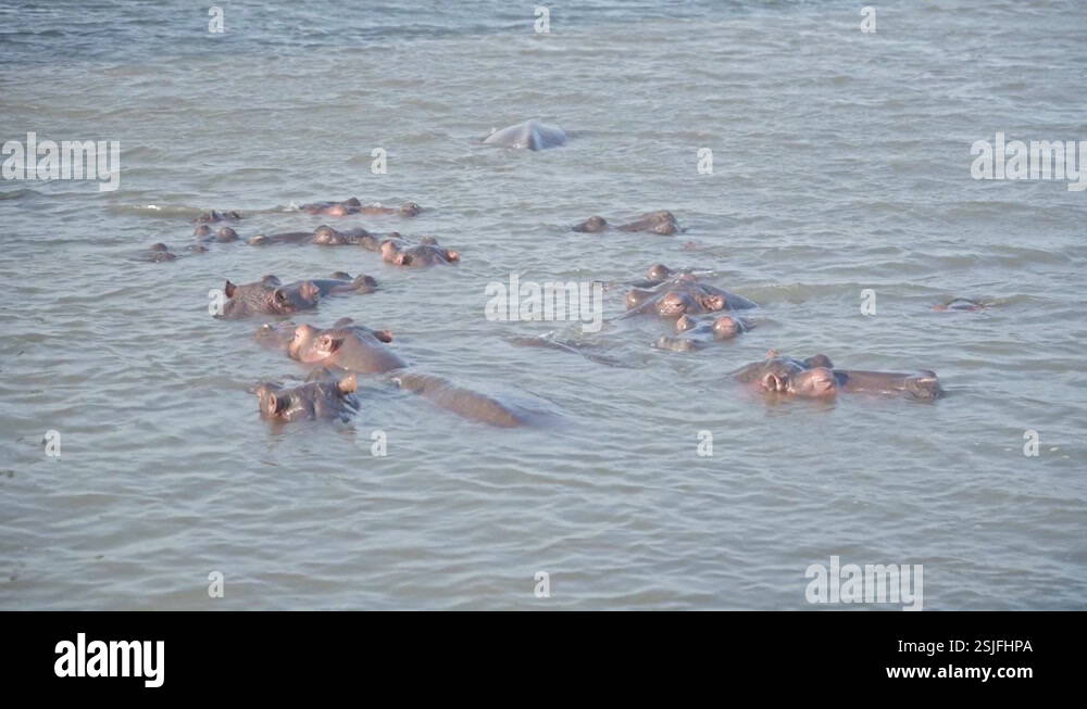 Herd hippos in water Stock Videos & Footage - HD and 4K Video Clips - Alamy