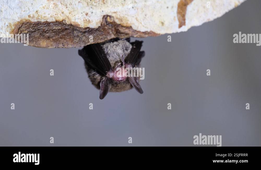 Seen shaking its body while hanging upside down roosting in a cave ...