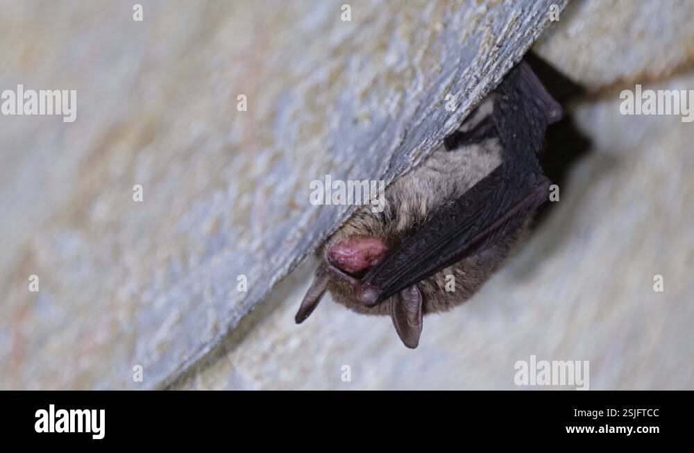 Zoom out of this bat sleeping on a cave wall, Kitti’s hog-nosed Bat or ...