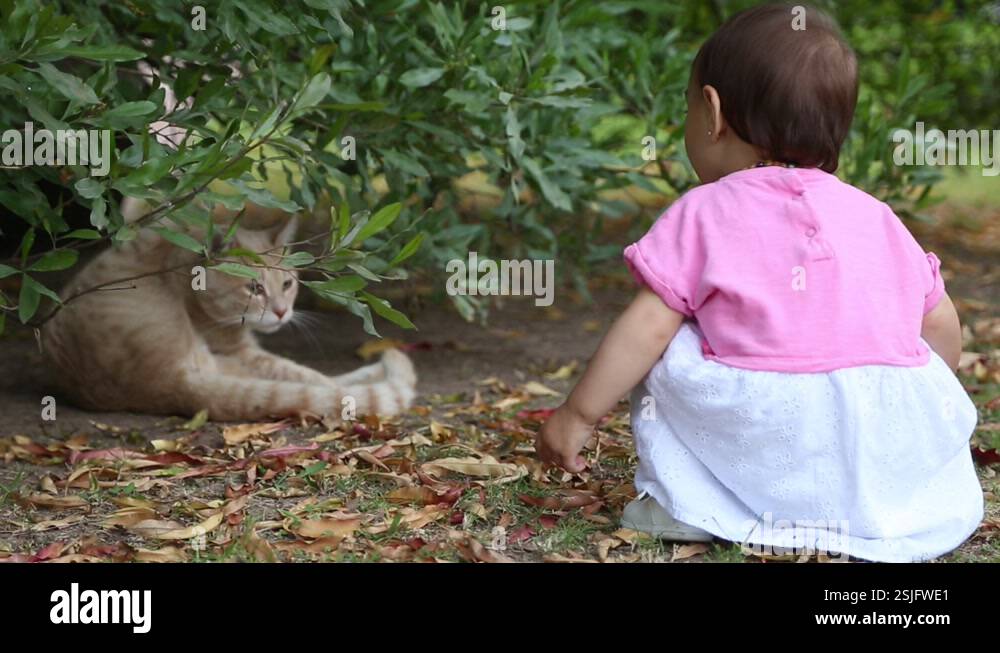 1 year old cat Stock Videos & Footage - HD and 4K Video Clips - Alamy