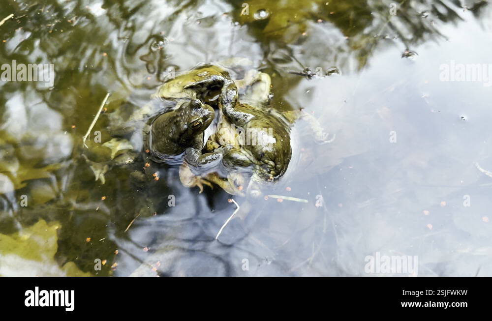 A Mating Ball of wild, European Common toads floating at the surface of ...