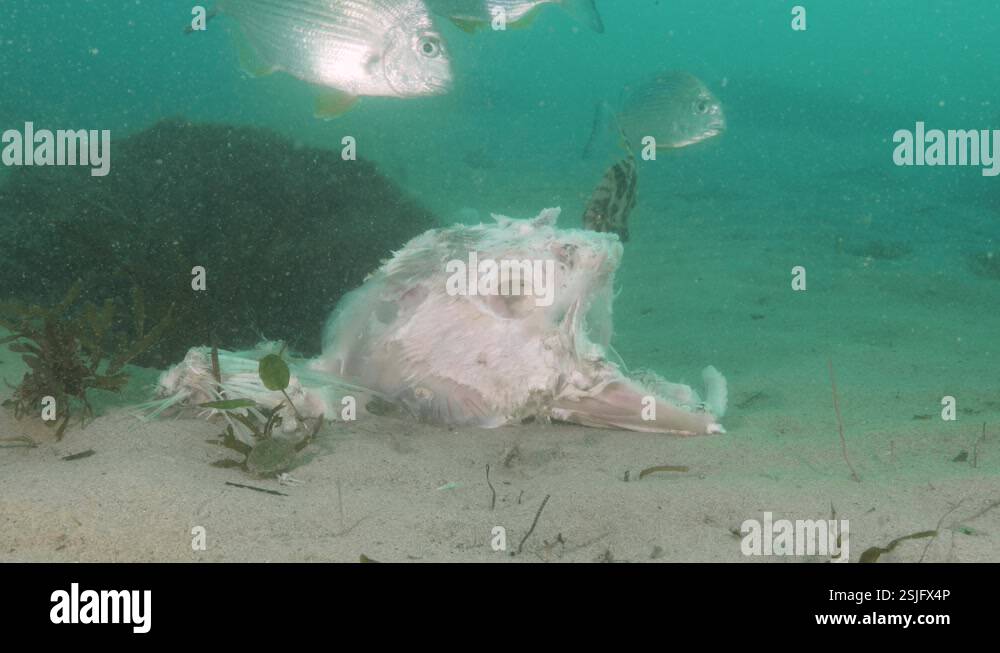 Study fish Stock Videos & Footage - HD and 4K Video Clips - Alamy