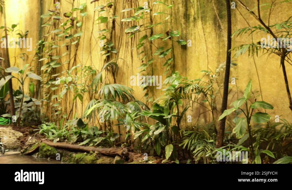 Lush tropical plants in a historic greenhouse. The overall plan of the ...