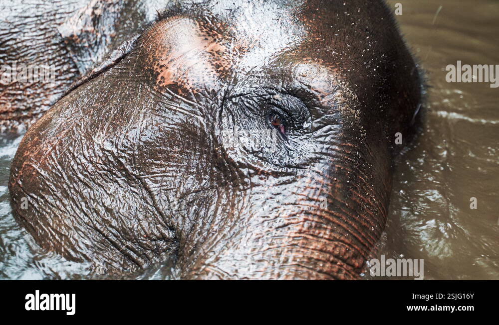 Elephant lying in water enjoying Stock Videos & Footage - HD and 4K ...