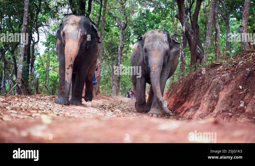 Walking with elephants Stock Videos & Footage - HD and 4K Video Clips ...