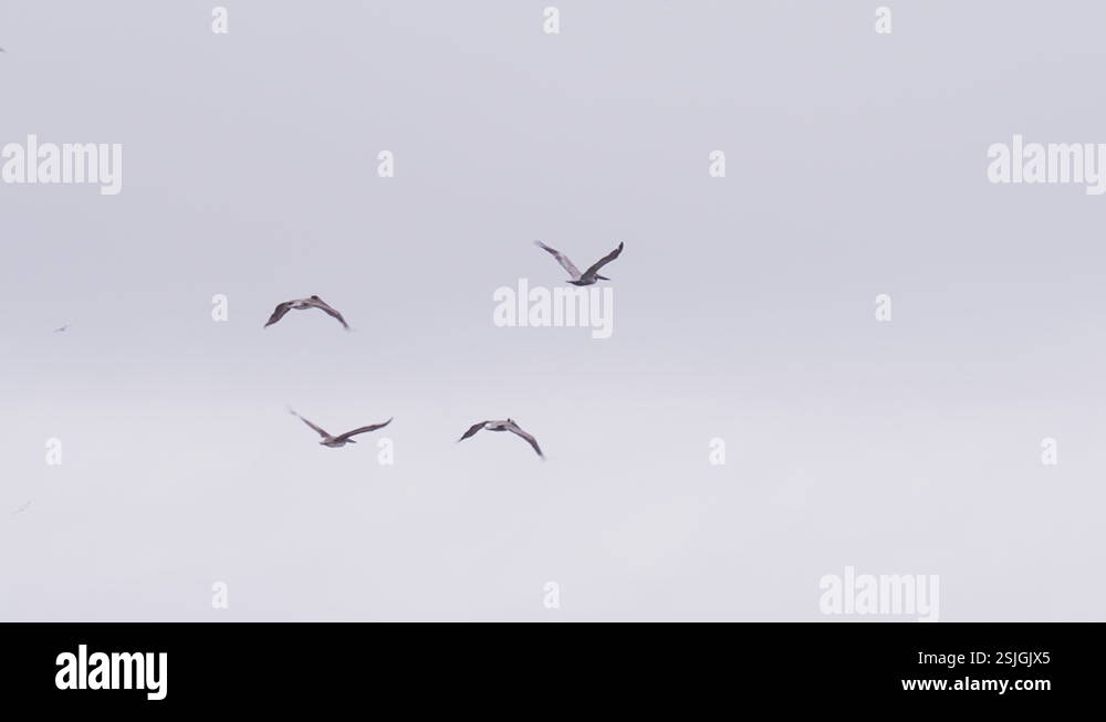 Video of many wild birds flying together, Wild nature marine background ...