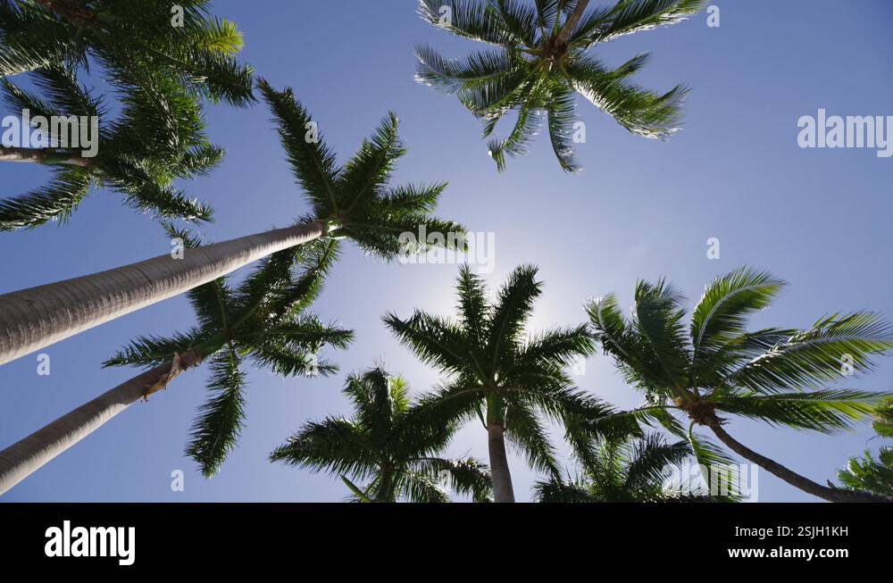 Upward shot palm trees leaves Stock Videos & Footage - HD and 4K Video ...