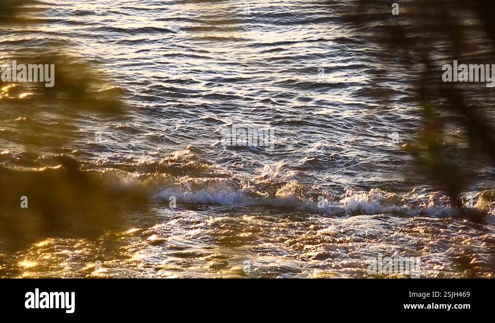 Forest capture Stock Videos & Footage - HD and 4K Video Clips - Alamy