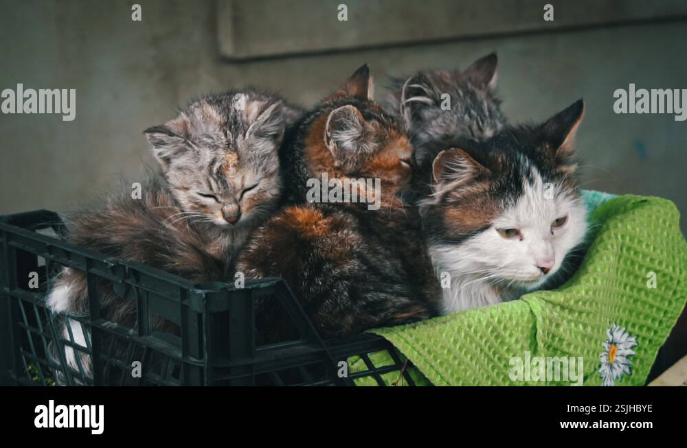 Dirty Stray Kittens are Warming Themselves with Their Mother in a Small ...