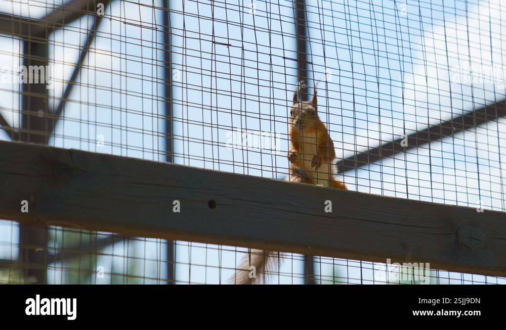 Wild animals observation Stock Videos & Footage - HD and 4K Video Clips ...