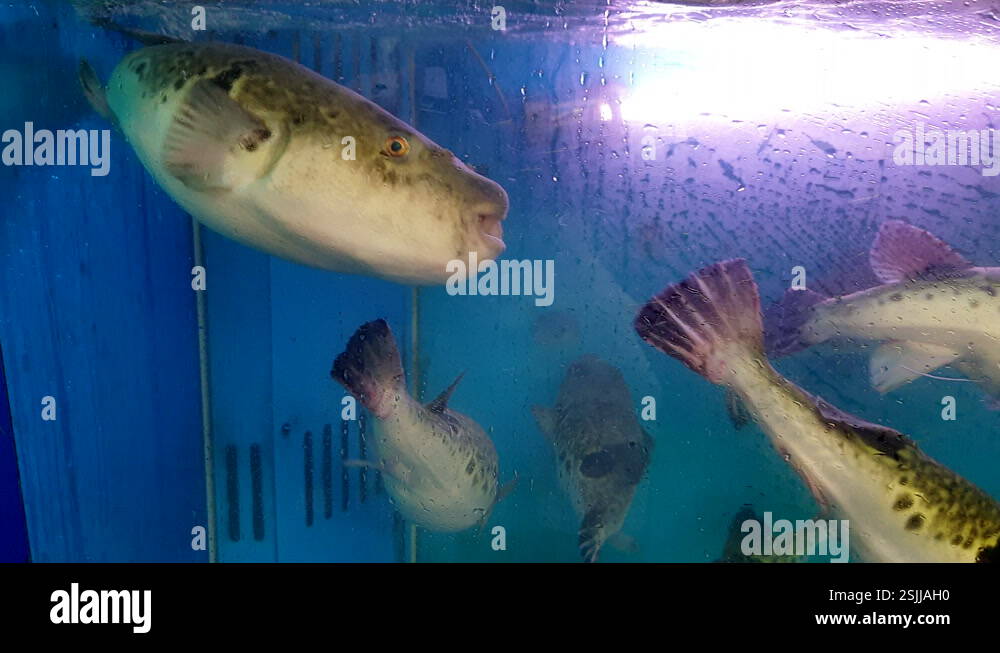 Fugu market Stock Videos & Footage - HD and 4K Video Clips - Alamy