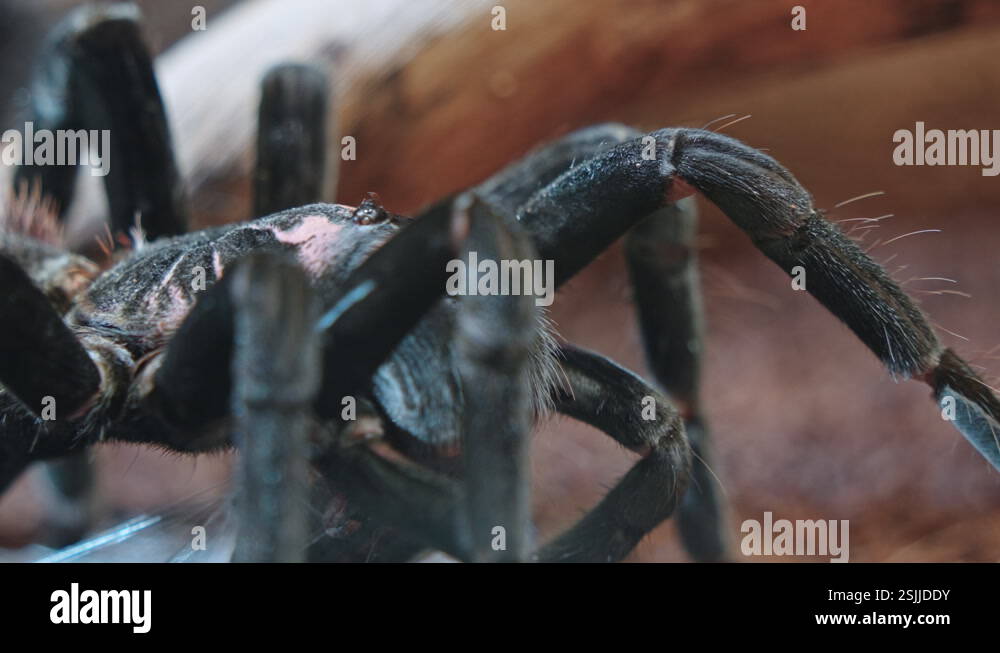 Close-up detailed side view of black tarantula with hairs on legs Stock ...