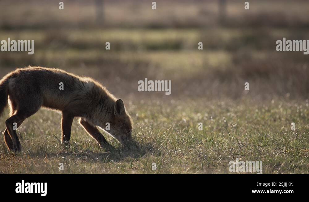 Wild Fox Hunting for Insects in a Small Forest Meadow, Close Up Stock ...