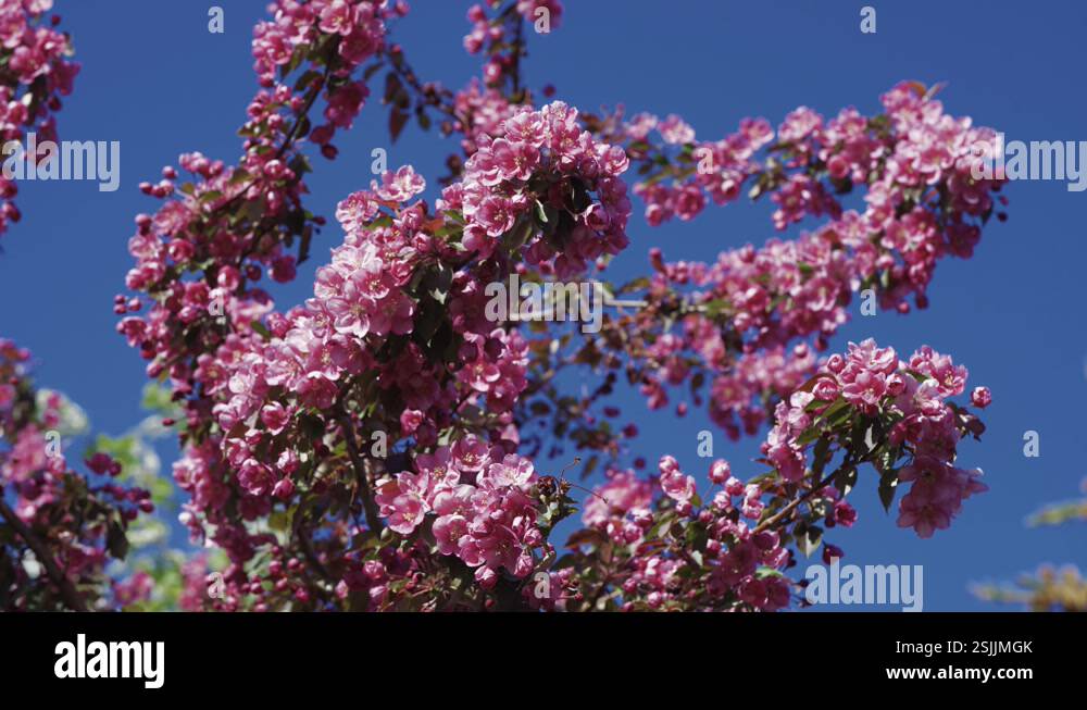 Floral springs Stock Videos & Footage - HD and 4K Video Clips - Alamy