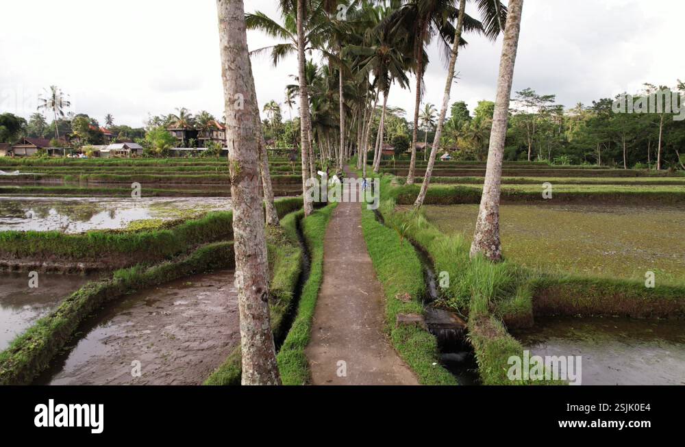 Move back at narrow path in middle of empty and flooded rice ...