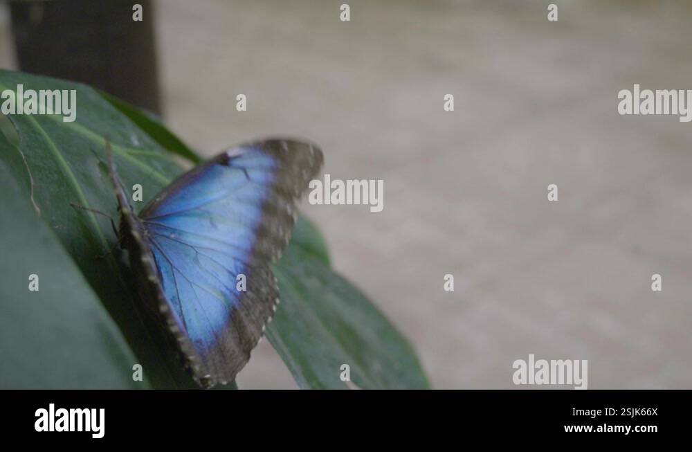 Blue morpho butterfly flight Stock Videos & Footage - HD and 4K Video ...